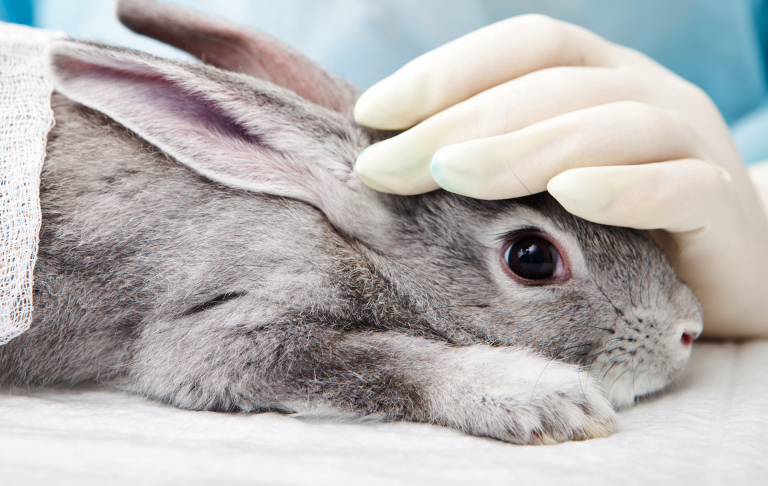 Ethiqa XR - Extended-Release Buprenorphine for Animals